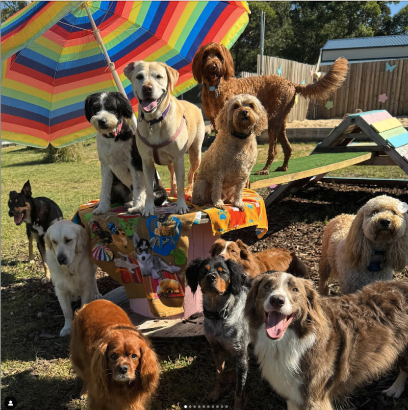 10 Amazing Facts about Dogs | Hounds on Heels